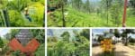 5 places for Longest Zipline In Wayanad in 2026