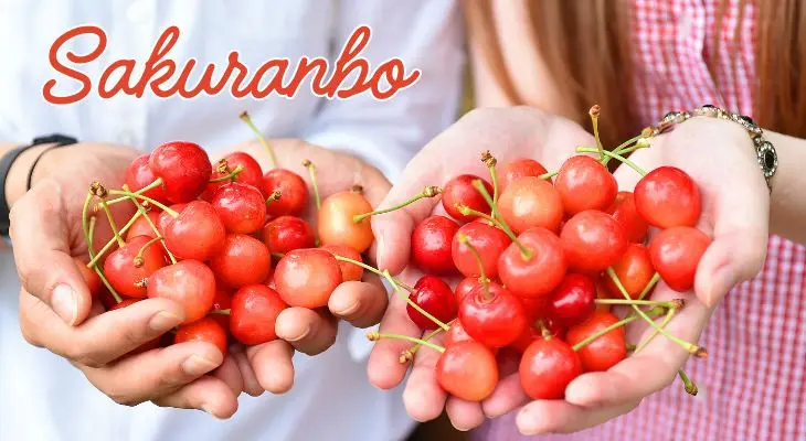 A Guide to Japanese Fruits